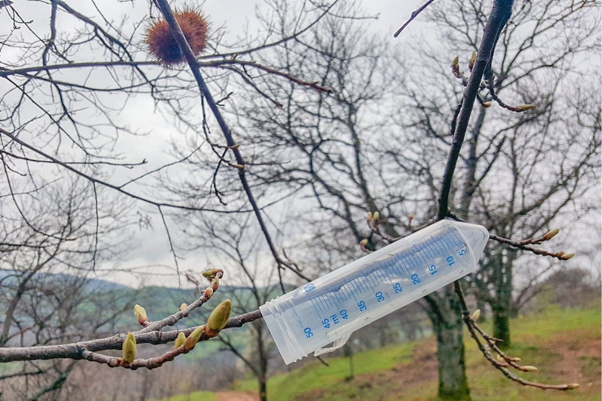 Anthesis saves the Greek chestnut groves from a wasp with a wasp ...