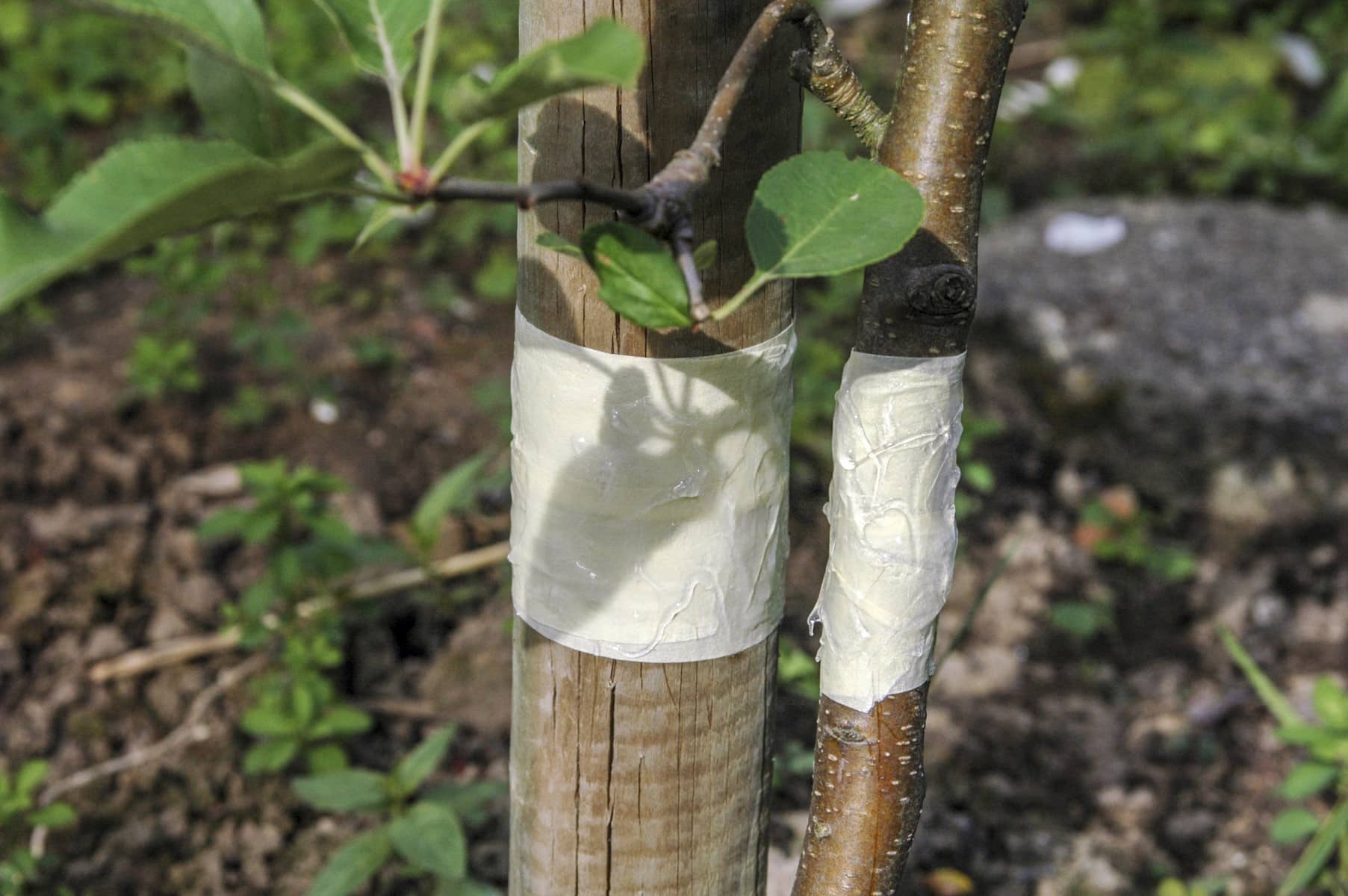 Tangle-Trap/Ants Barrier – Andermatt Group AG