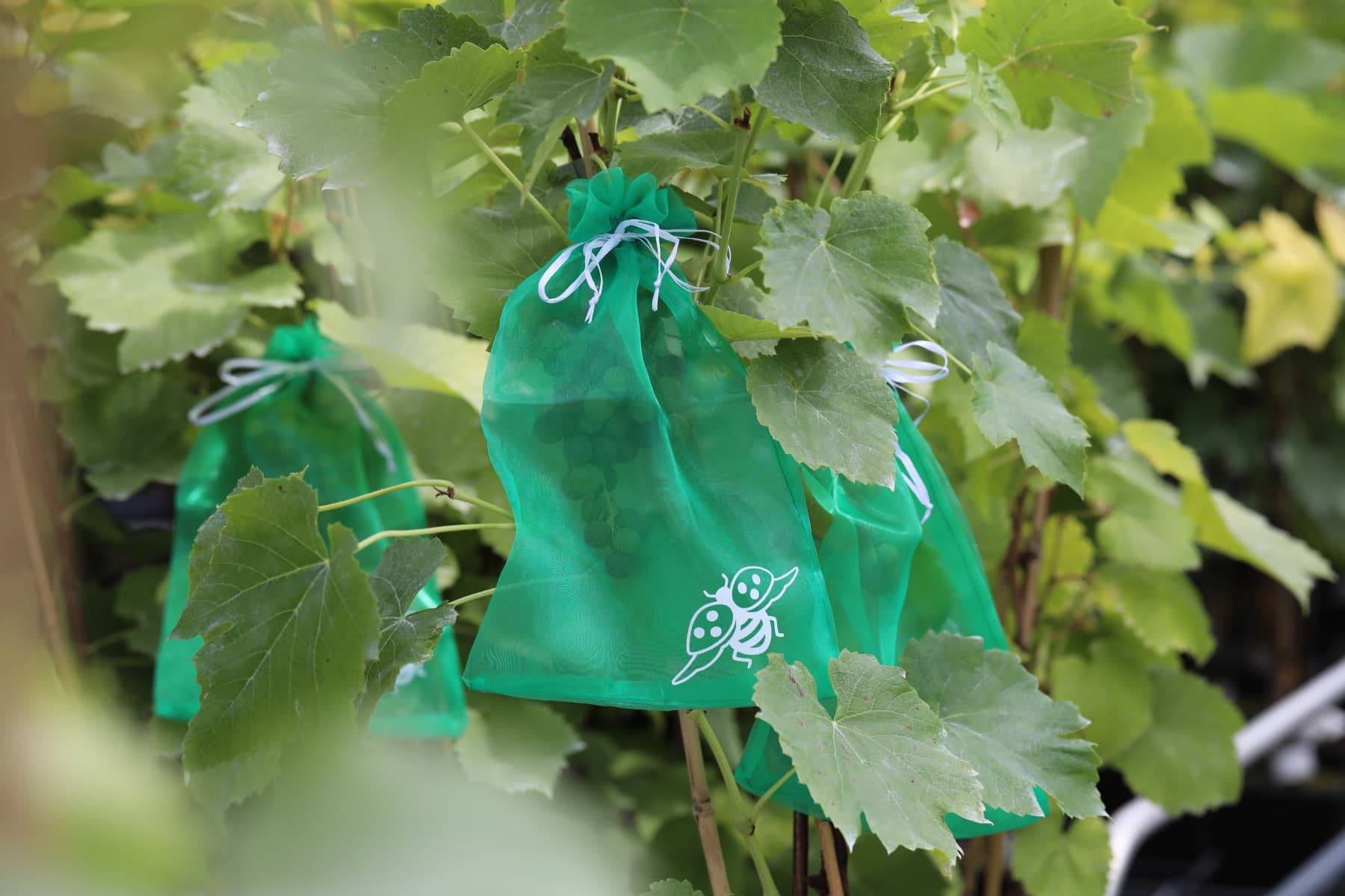 Grape Protection Bag – Andermatt Group AG