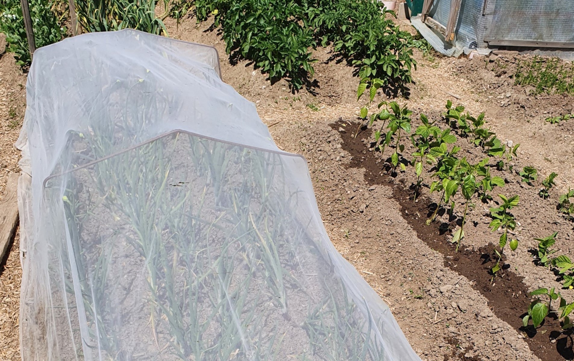 InsectoNet biodegradable – Andermatt Group AG