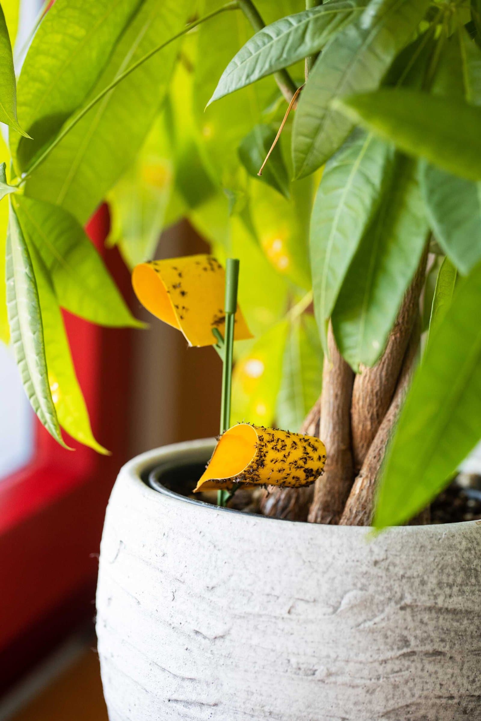 Insect Glue Trap – Andermatt Group AG