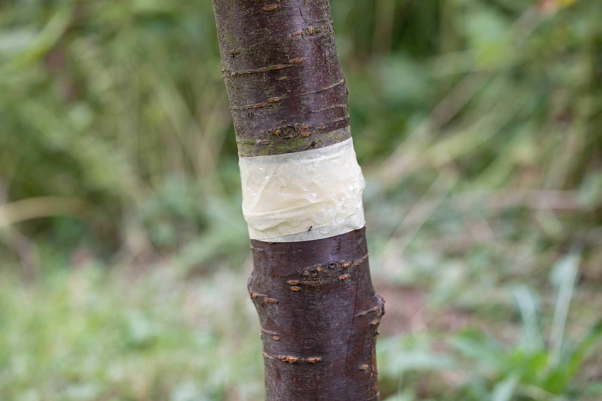 Tangle-Trap/Ants Barrier – Andermatt Group AG