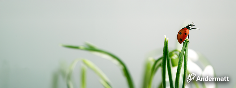 Andermatt Group Resources - Andermatt Group AG